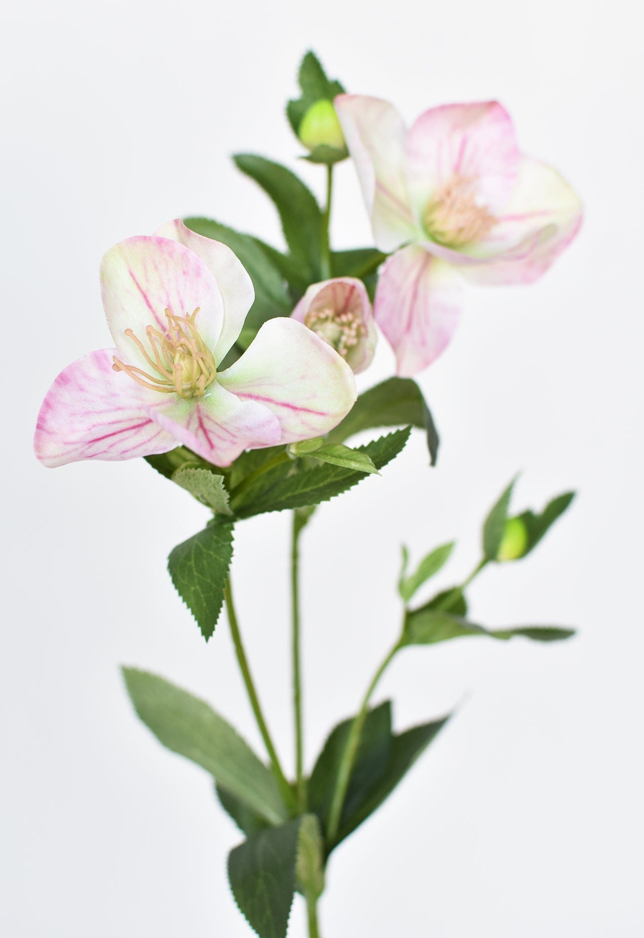 25" Faux Helleborus Stem Pink / Green – House by JSD