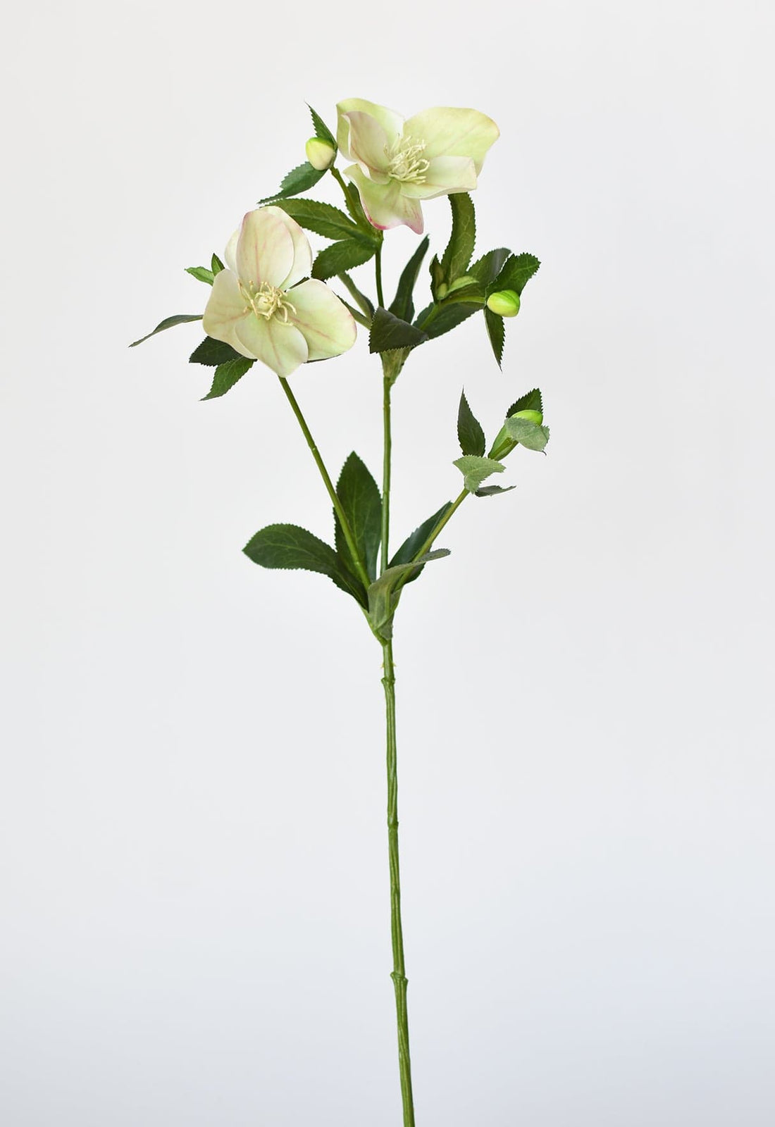 25" Faux Helleborus Stem Green – House by JSD