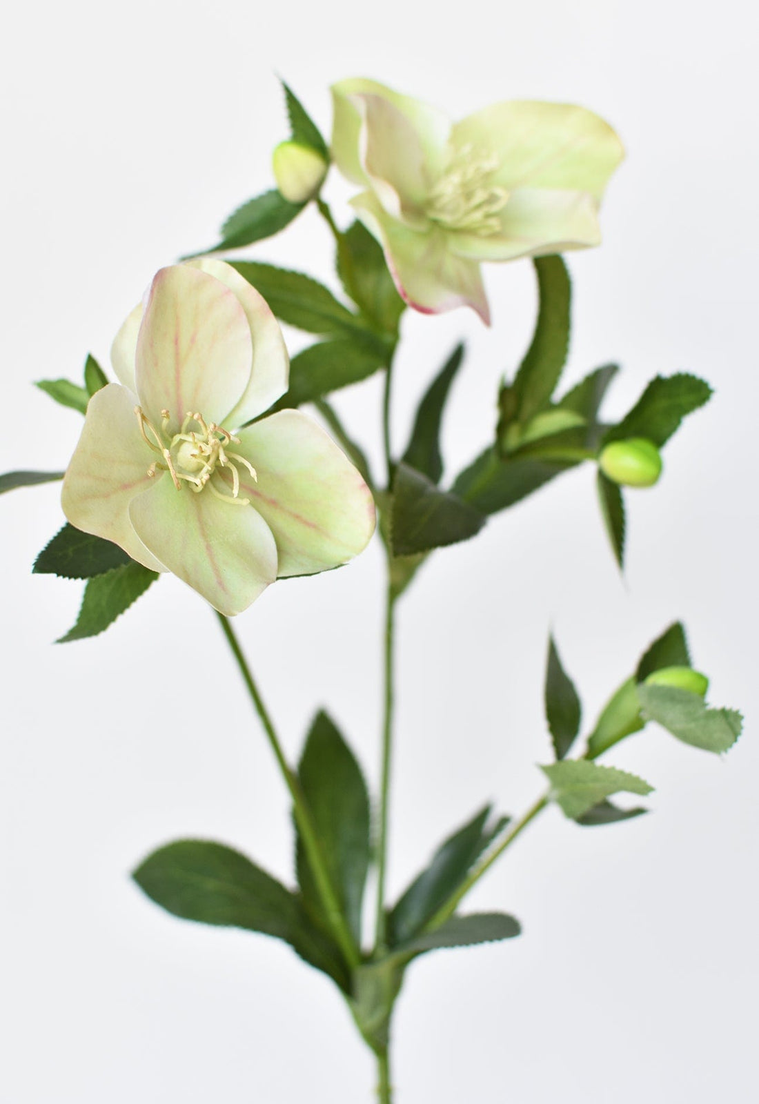 25" Faux Helleborus Stem Green – House by JSD